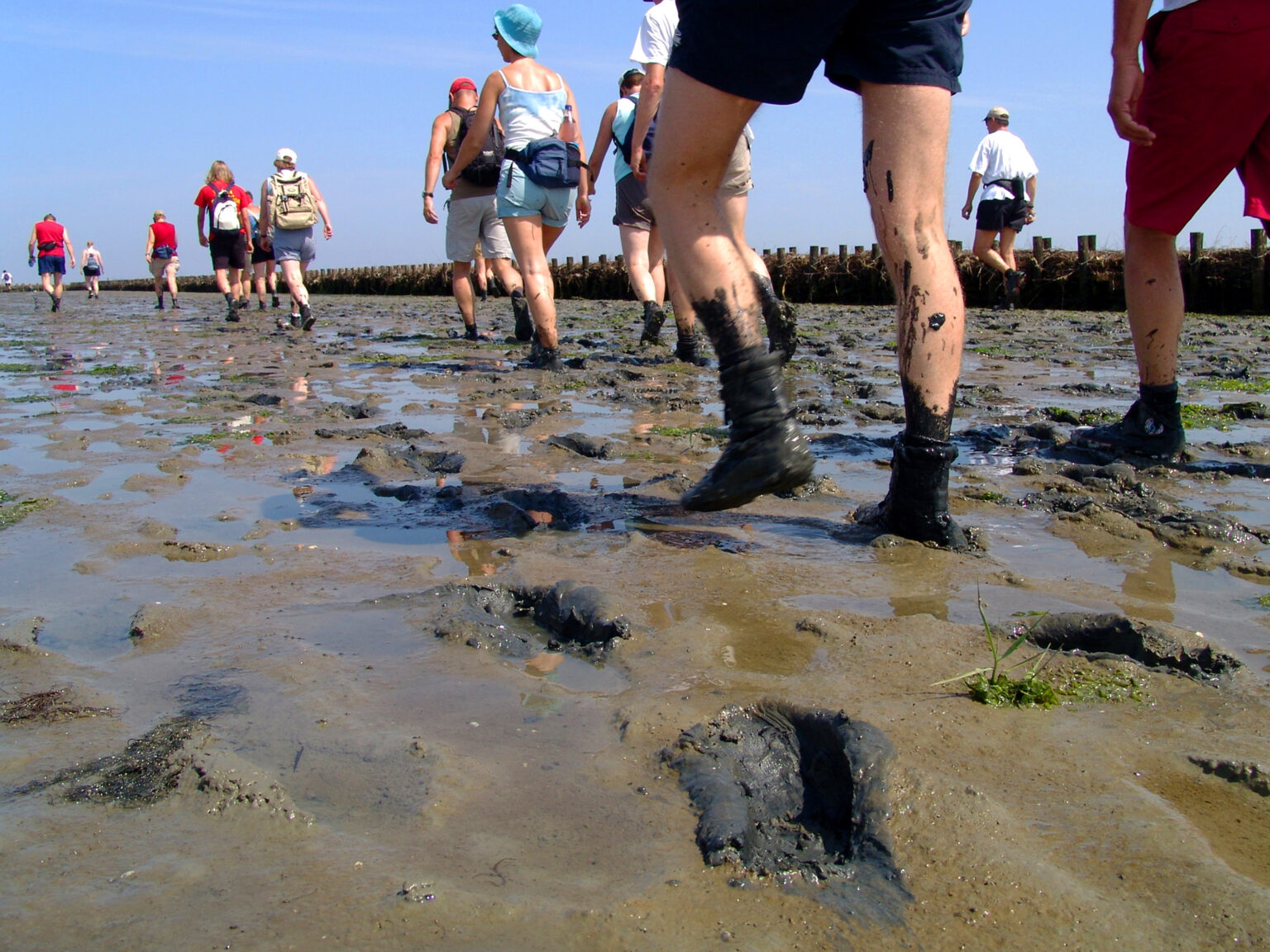 Wadloopbenen zomerwadlopen – Wadlopen Pieterburen