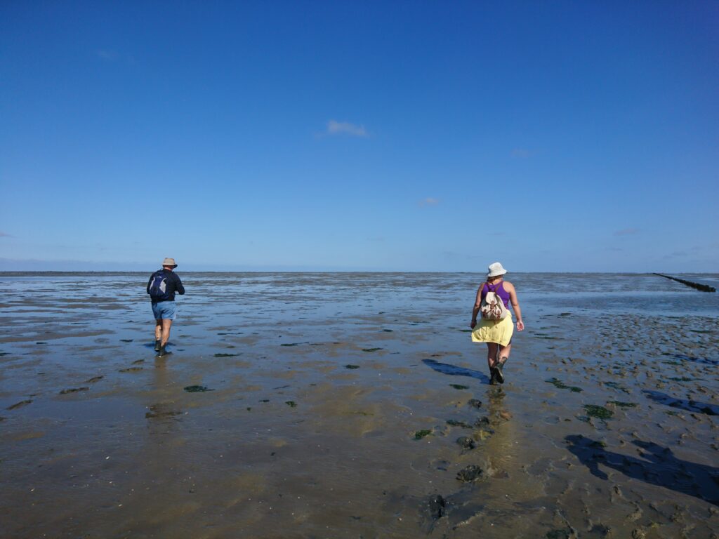 Wadlopen 2 daagse tip - Wadlopen Pieterburen
