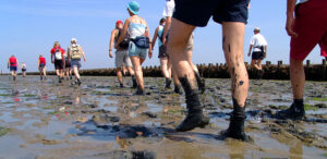 Wadlopen - Wadlopen Pieterburen